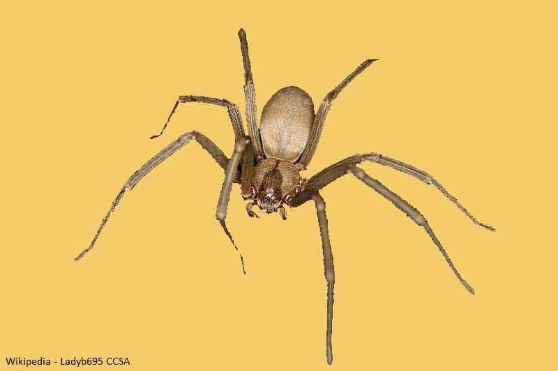 Some Facts About The Brown Recluse Spider Hearts Pest Management
