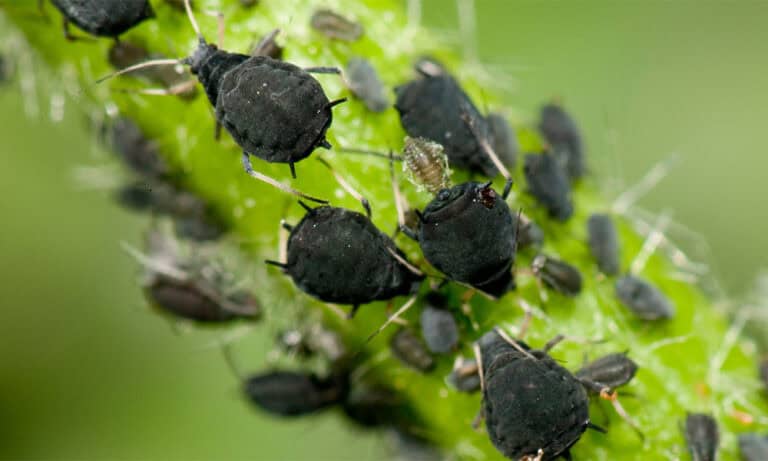 Aphid - Hearts Pest Management