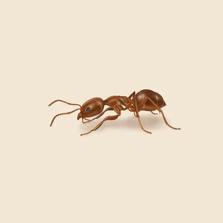 Argentine Ant - Hearts Pest Management
