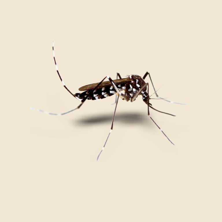 Asian Tiger Mosquitoes Control - Facts, Identification, & How to Remove