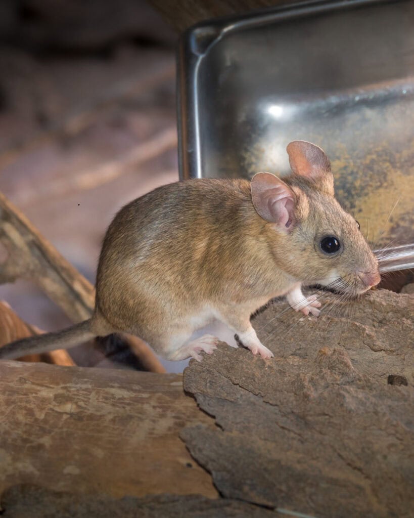 Big Eared Woodrat - Hearts Pest Management