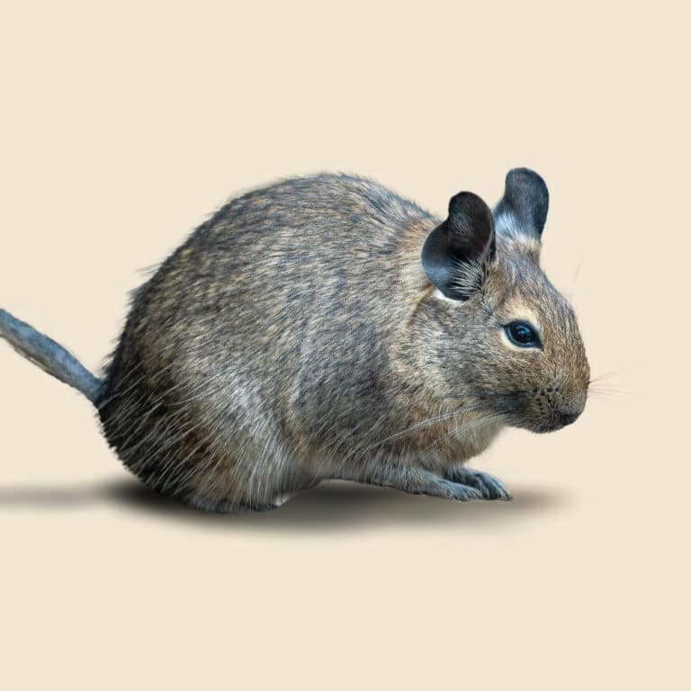 Big Eared Woodrat - Hearts Pest Management