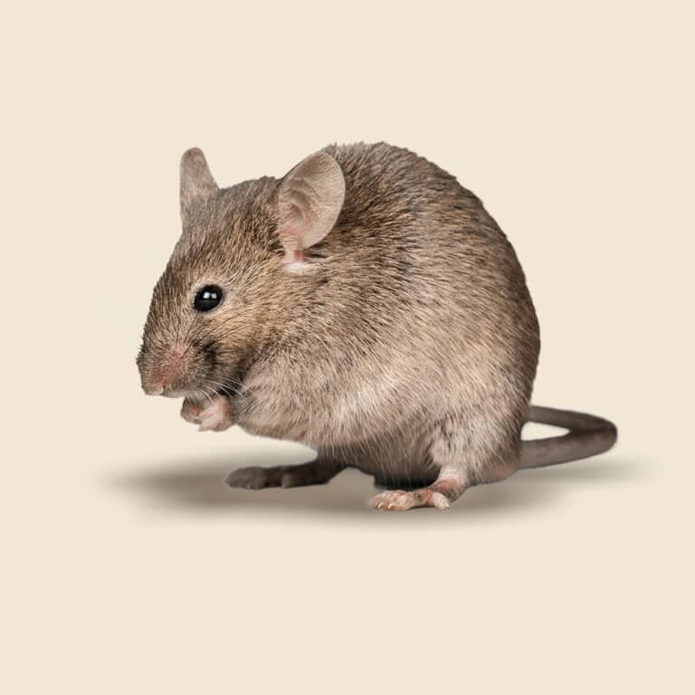 California Mouse - Hearts Pest Management