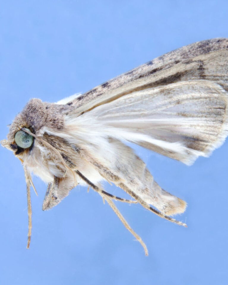 Clothes Moth - Hearts Pest Management