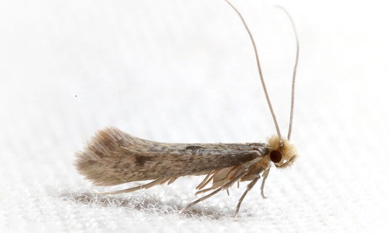 Clothes Moth - Hearts Pest Management