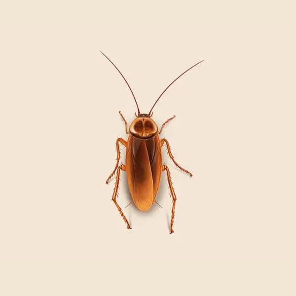 Cockroach Exterminator - How to Identify Types of Cockroaches