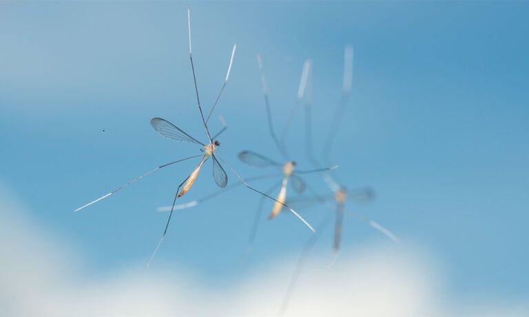Crane Fly - Hearts Pest Management