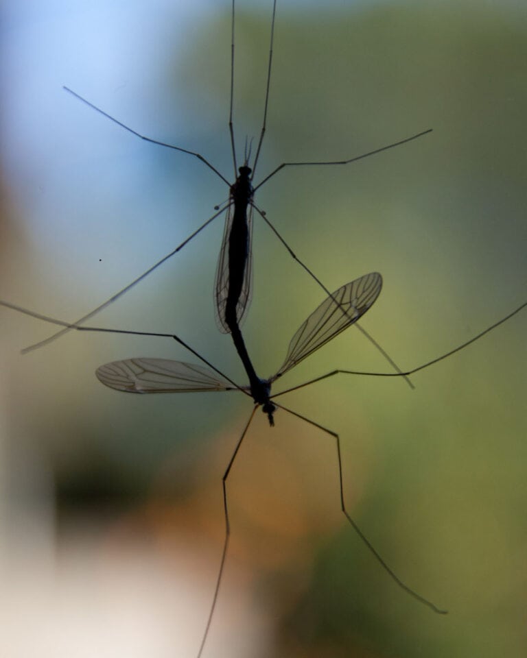 Crane Fly - Hearts Pest Management