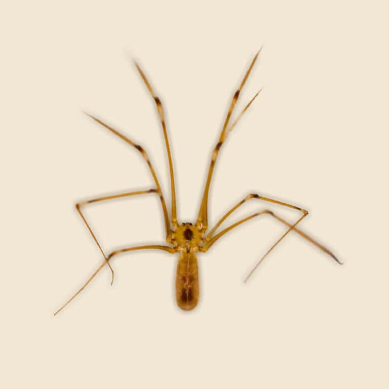 Daddy Long Leg - Hearts Pest Management