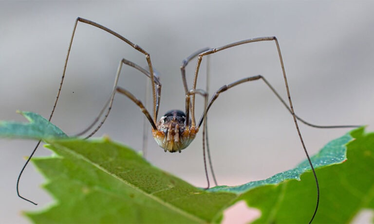 Daddy Long Leg - Hearts Pest Management