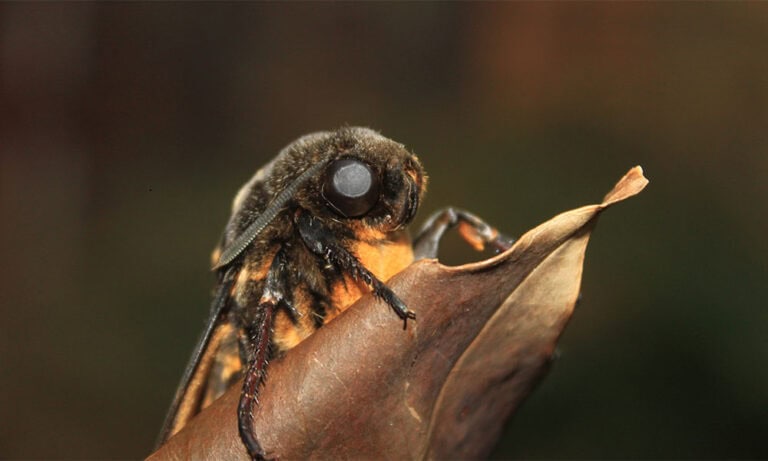 Death's-Head Hawkmoth - Hearts Pest Management
