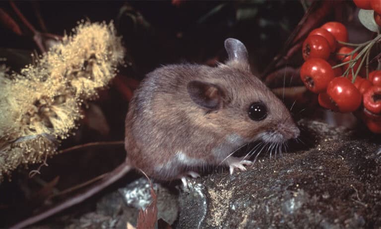Deer Mouse - Hearts Pest Management