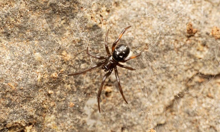 False Black Widow Spider - Hearts Pest Management
