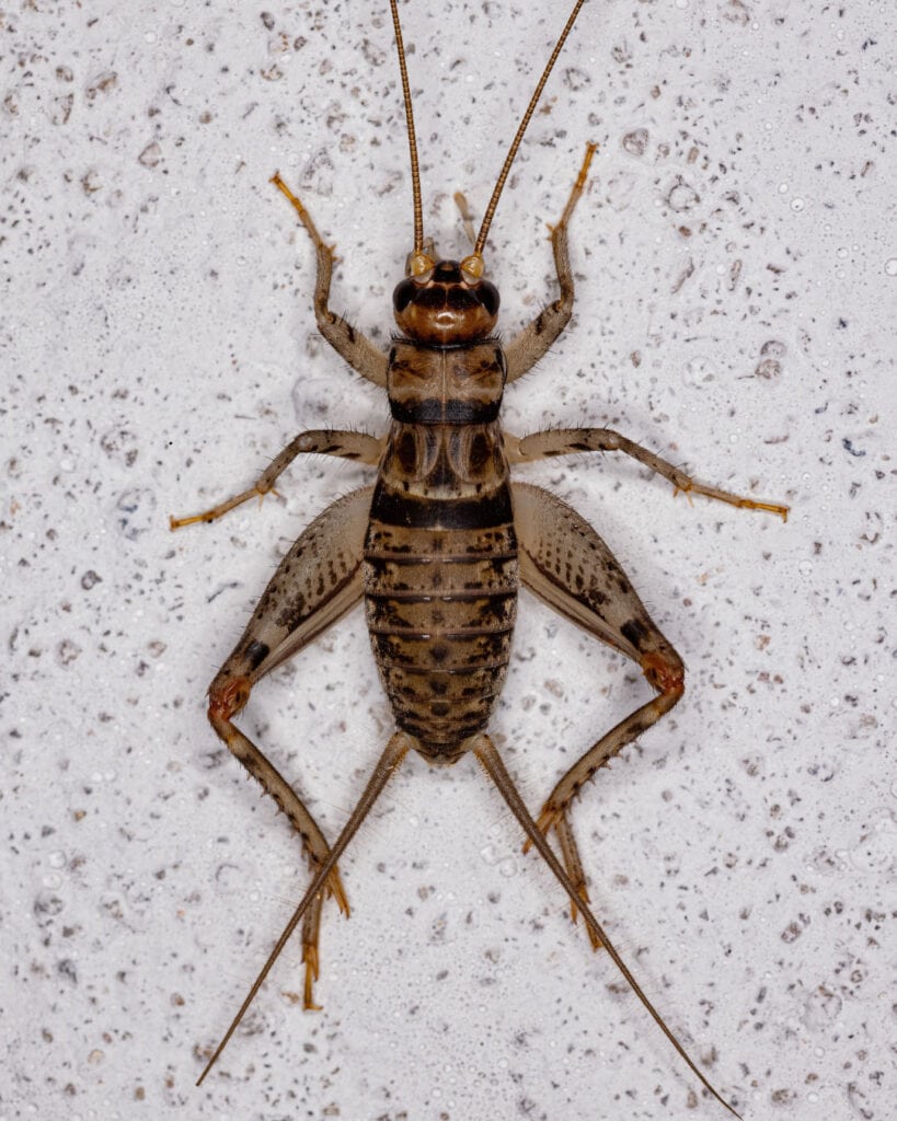 Field Cricket - Hearts Pest Management