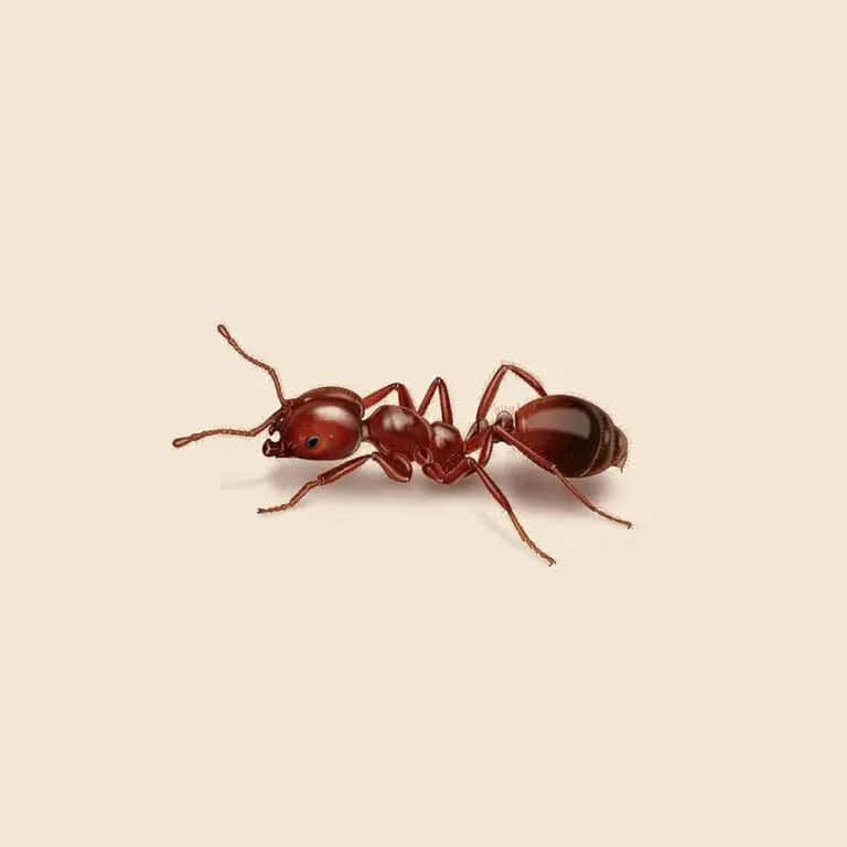 Fire Ant - Hearts Pest Management