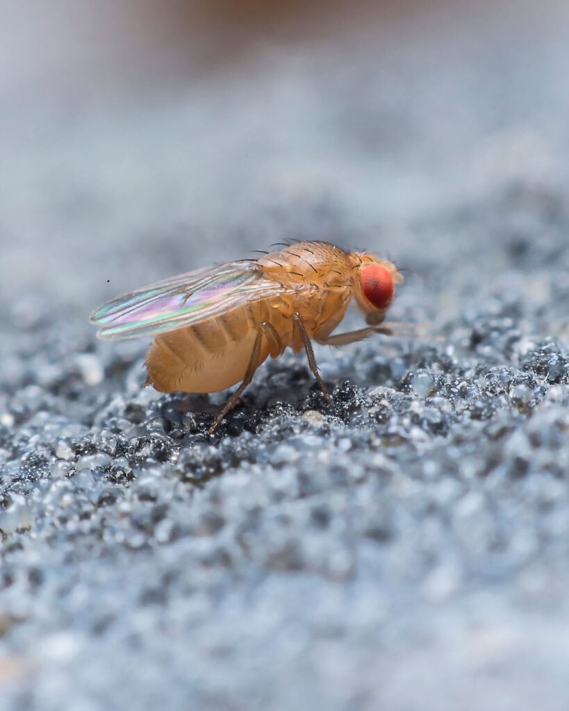 Fruit Fly - Hearts Pest Management