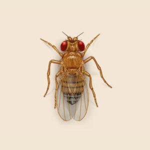 Fruit Fly - Hearts Pest Management