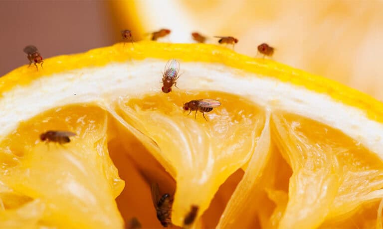 Fruit Fly - Hearts Pest Management