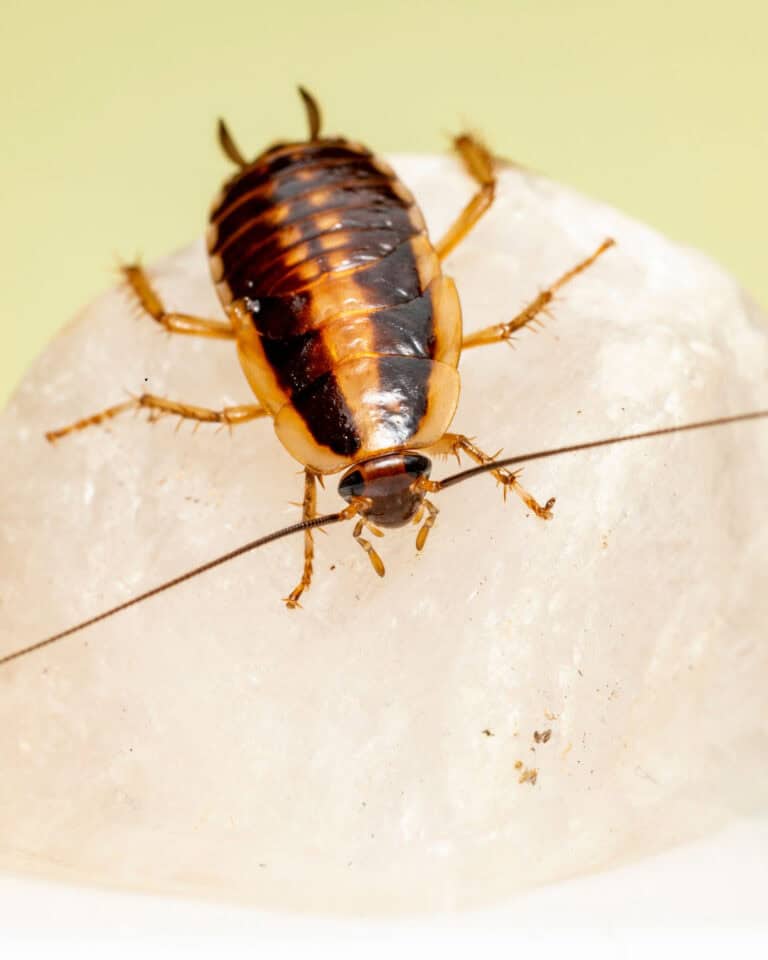 German Cockroach - Hearts Pest Management