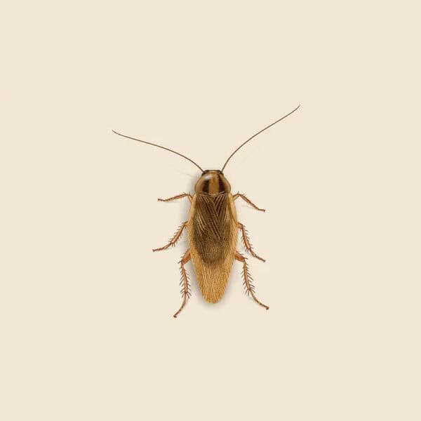 German Cockroach - Hearts Pest Management