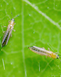Thrips Control - Facts, Identification, & How to Remove