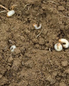 White Grubs Control - Facts, Identification, & How to Remove