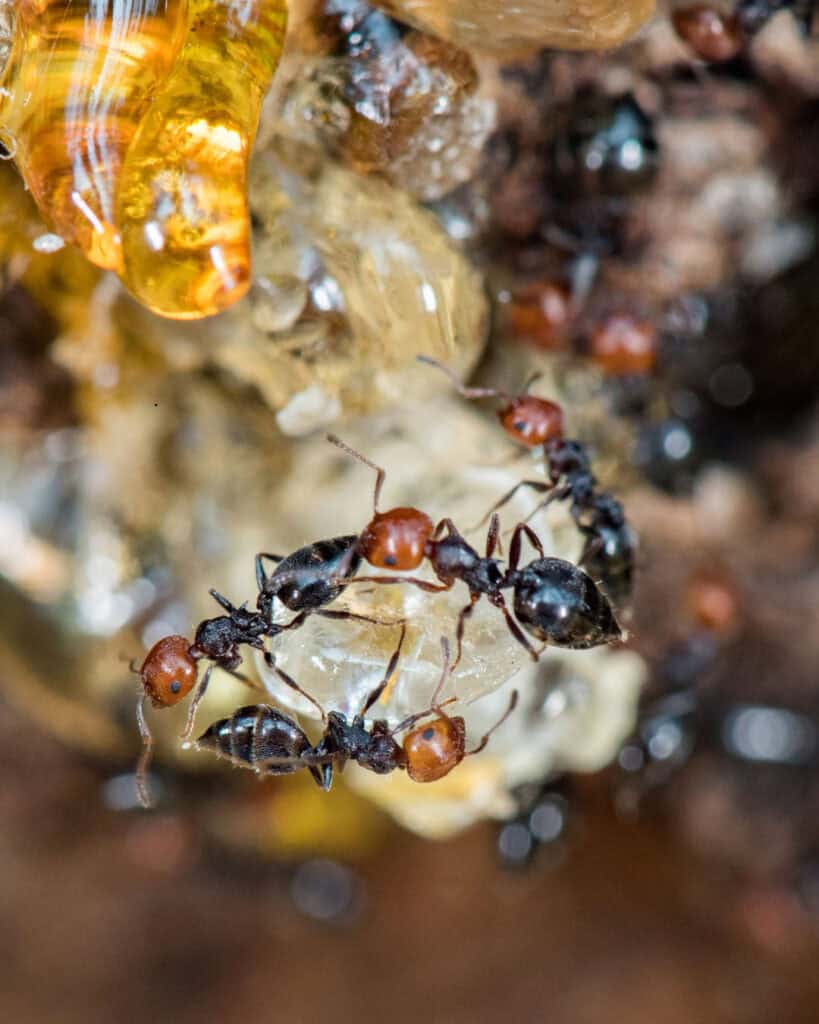 Honey Ant - Hearts Pest Management