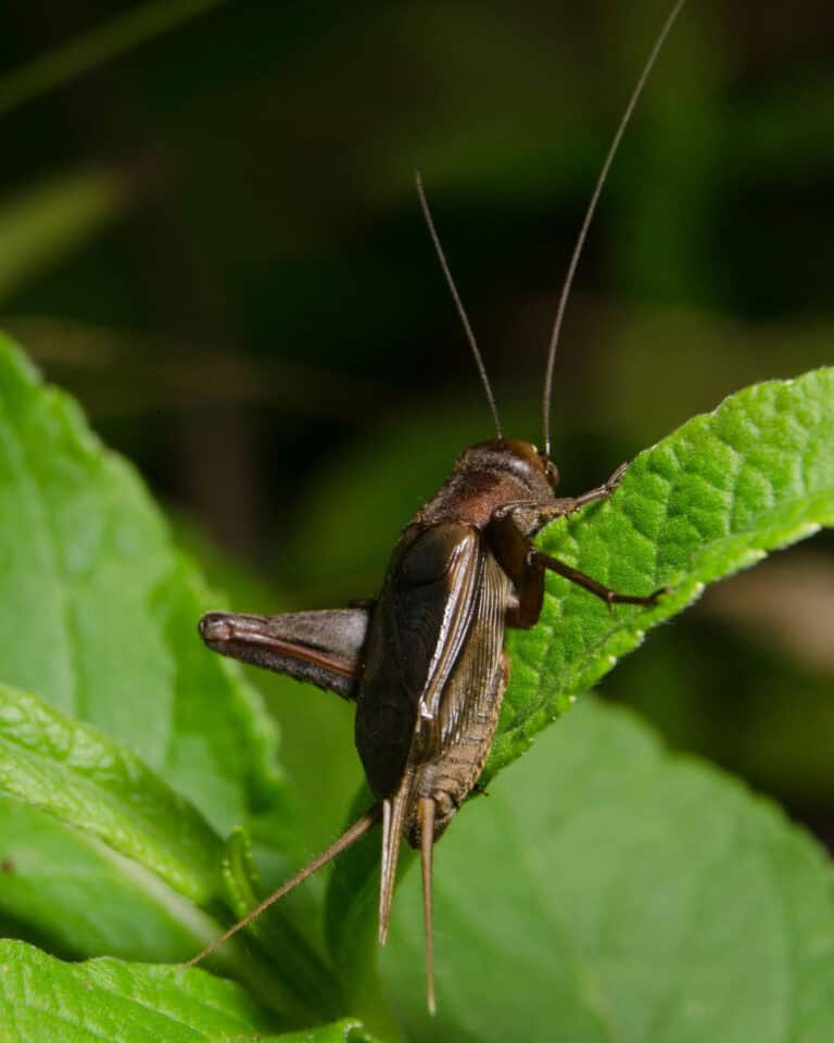 House Cricket - Hearts Pest Management