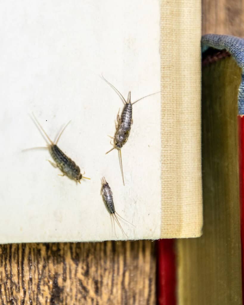 Insect Pest Control Treatment and Removal Services