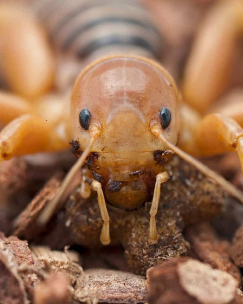Jerusalem Cricket - Hearts Pest Management