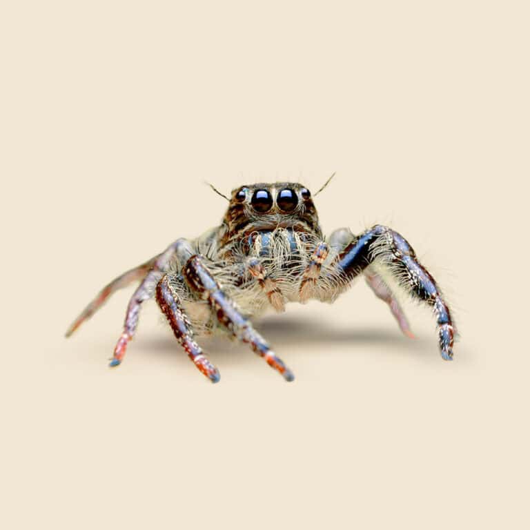Jumping Spider - Hearts Pest Management