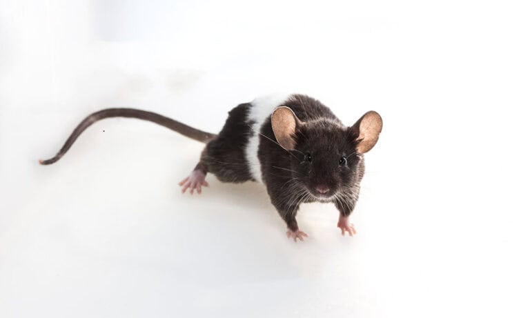 Lab Rat - Hearts Pest Management