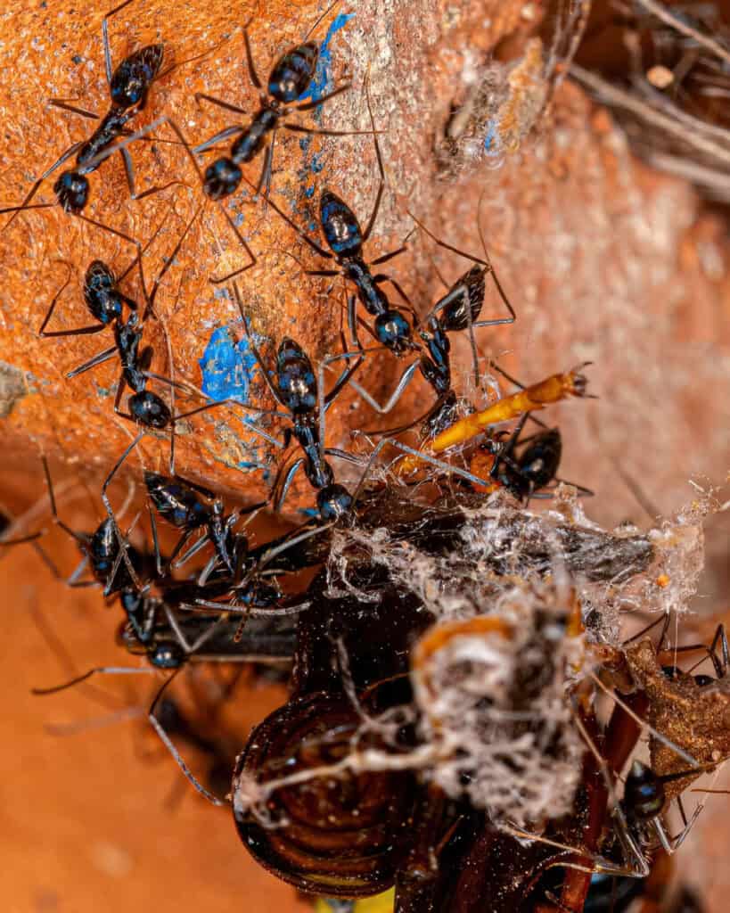 Longhorn Crazy Ant - Hearts Pest Management