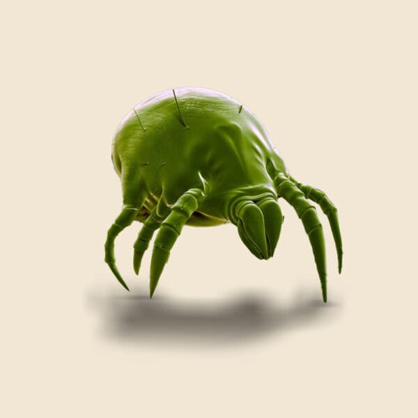 Microscopic Mite - Hearts Pest Management