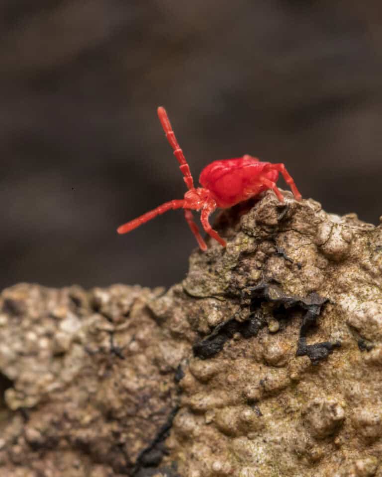 Mites Archives - Hearts Pest Management