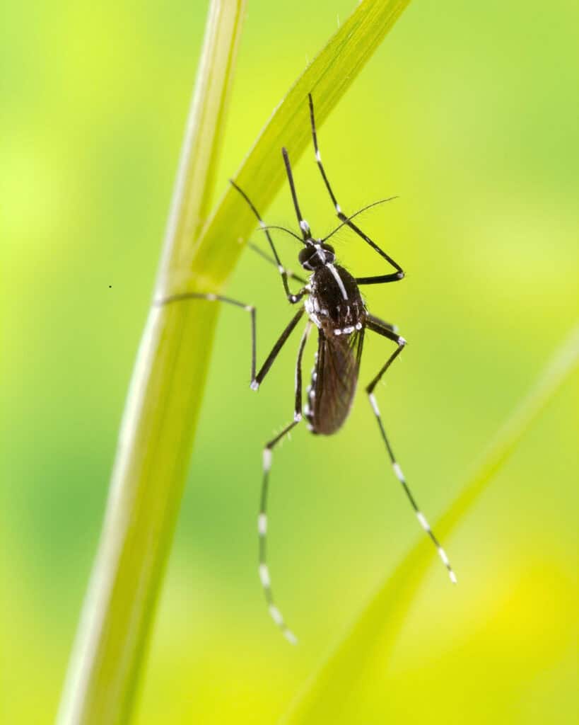 Mosquito Exterminator - How to Identify Types of Mosquitos