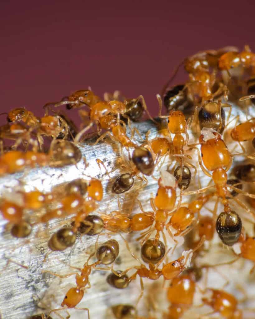 Pharaoh Ant - Hearts Pest Management