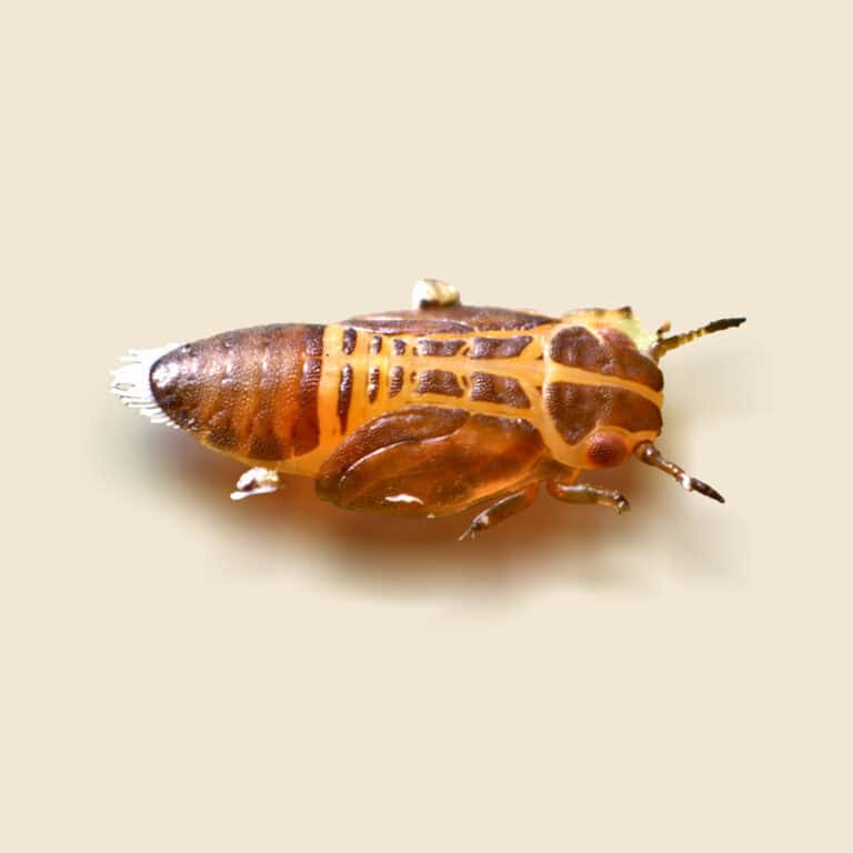 Psyllid - Hearts Pest Management