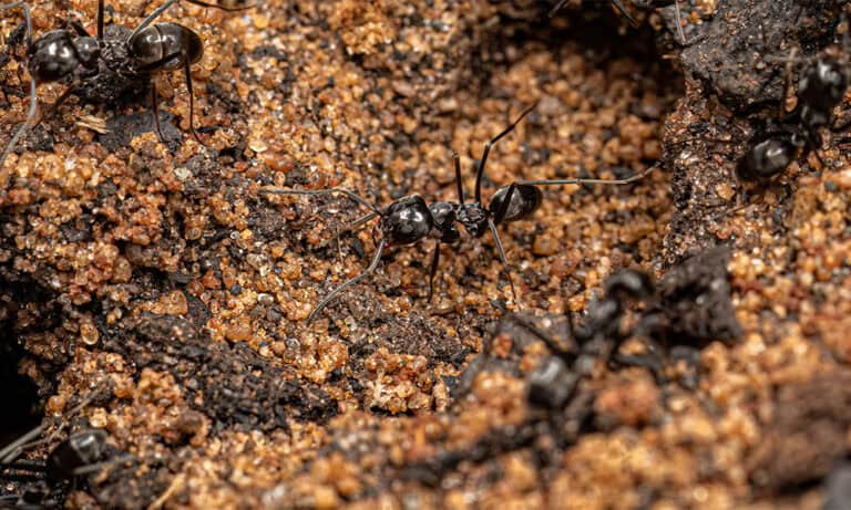 Pyramid Ant - Hearts Pest Management