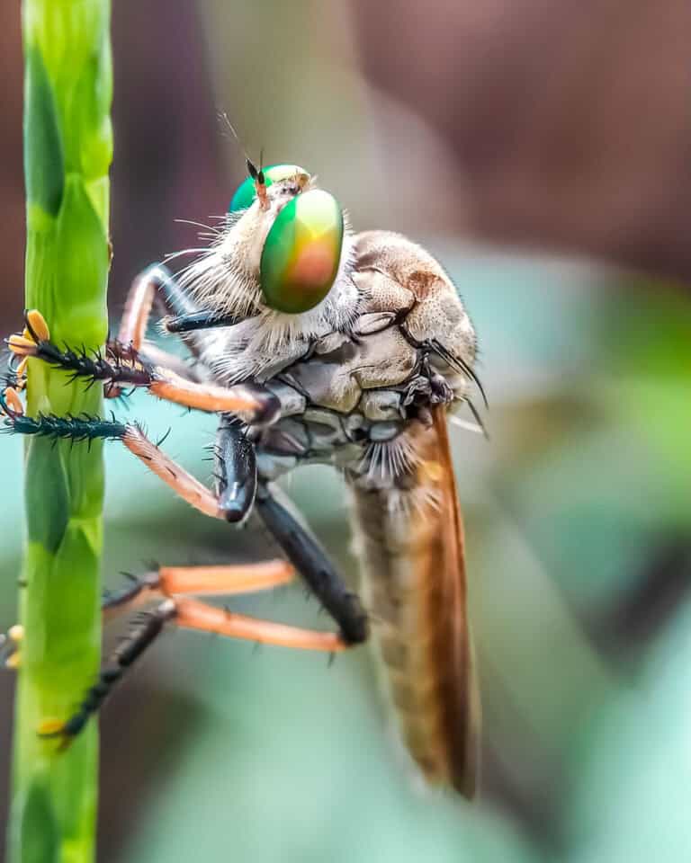Robber Flies Control - Facts, Identification, & How to Remove