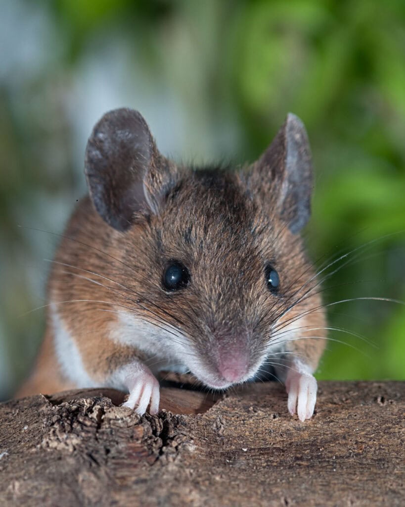 Rodent Exterminator - How to Identify Types of Rodents