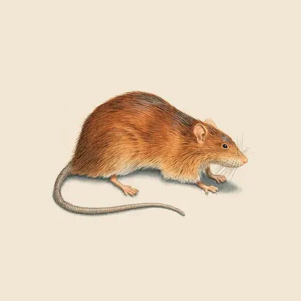 Rodent Exterminator - How to Identify Types of Rodents
