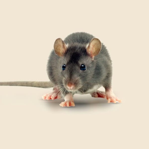 Roof Rat - Hearts Pest Management