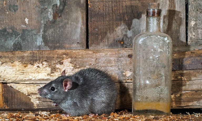 Roof Rat - Hearts Pest Management