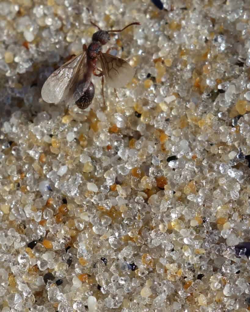 Sand Flea - Hearts Pest Management