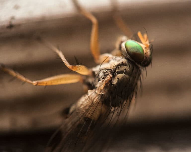 Sand Fly - Hearts Pest Management