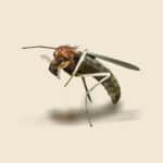 Sand Fly - Hearts Pest Management