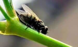 Sand Fly - Hearts Pest Management