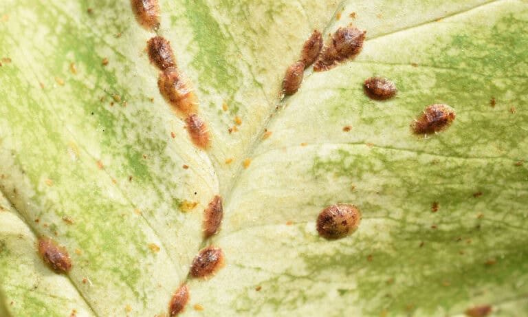 Scale Insect - Hearts Pest Management
