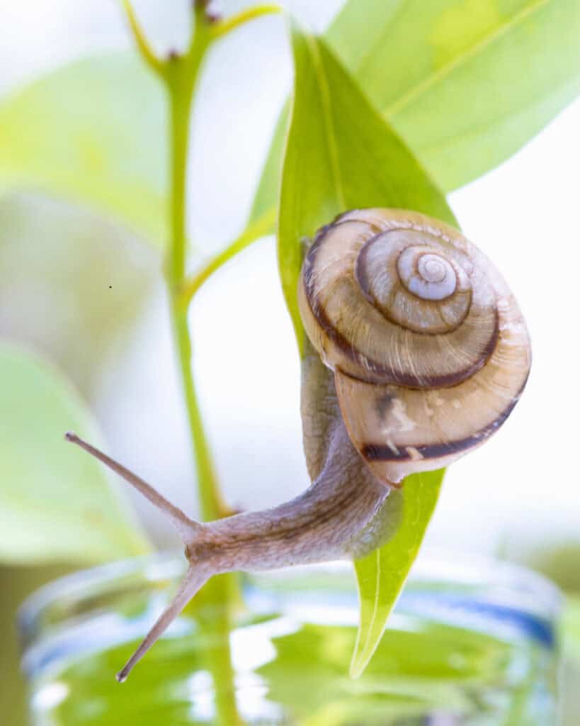 Slug Pest Control Treatment and Removal Services